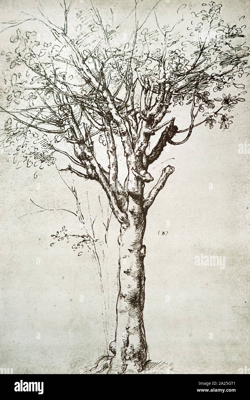 Study of a tree by Leonardo da Vinci. Leonardo di ser Piero da Vinci ...