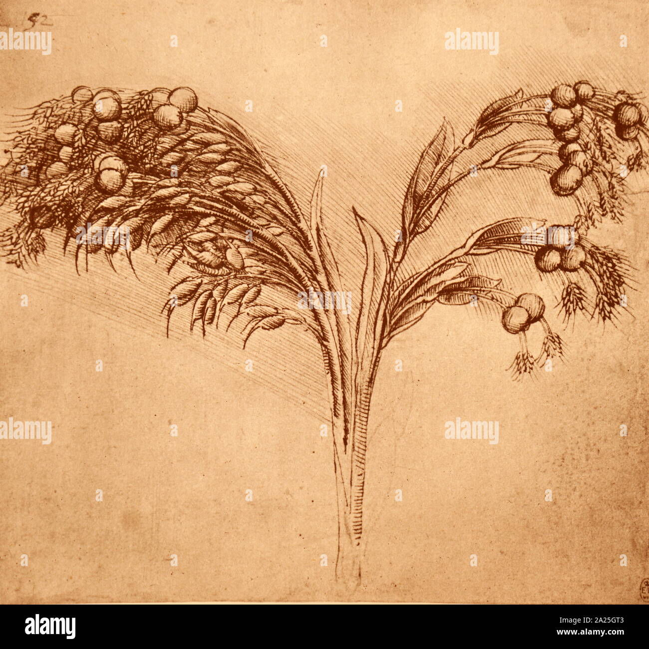 Study of a plant by Leonardo da Vinci. Leonardo di ser Piero da Vinci ... Study of a plant by Leonardo da Vinci. Leonardo di ser Piero da Vinci ...