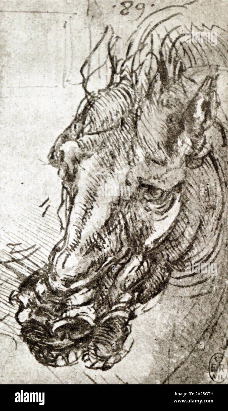 Sketch titled 'Head of a Horse' by Leonardo da Vinci. Leonardo di ser ...