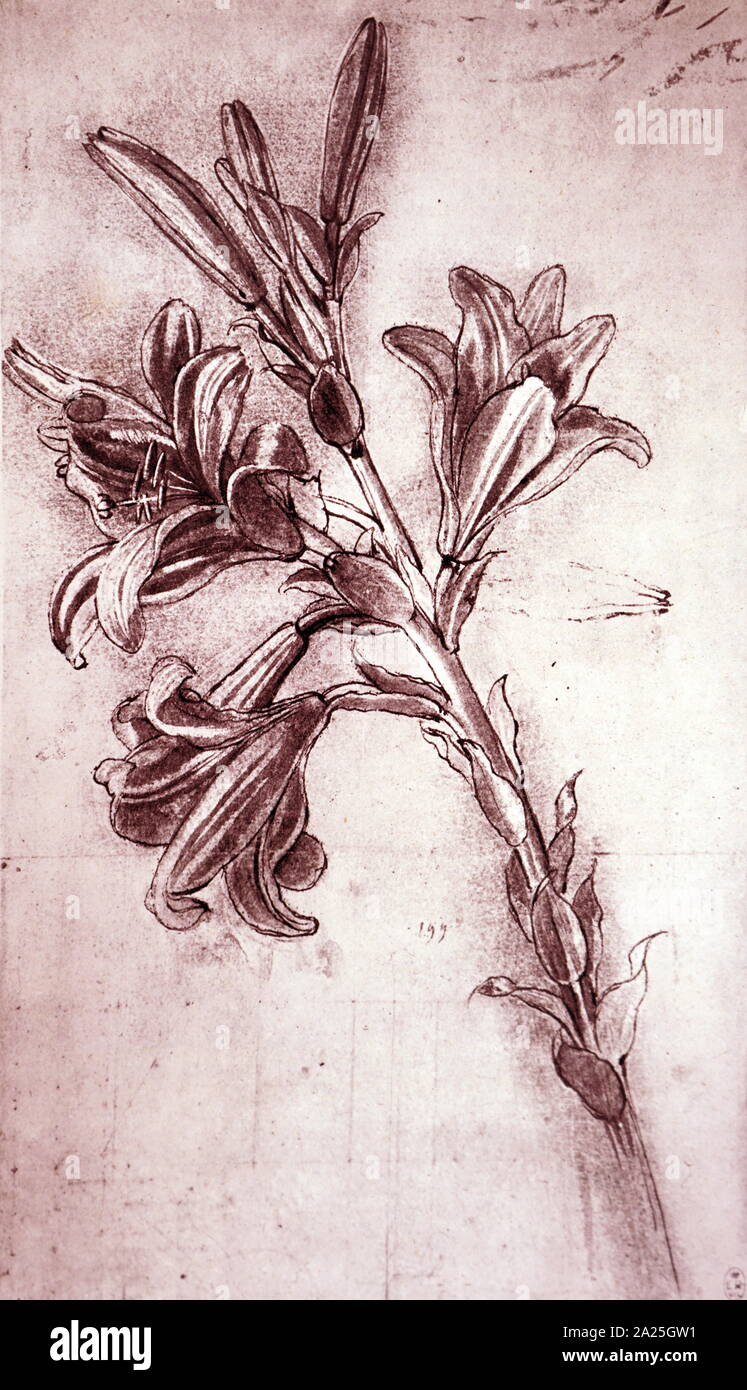 Study of a Lily by Leonardo da Vinci. Leonardo di ser Piero da Vinci ...