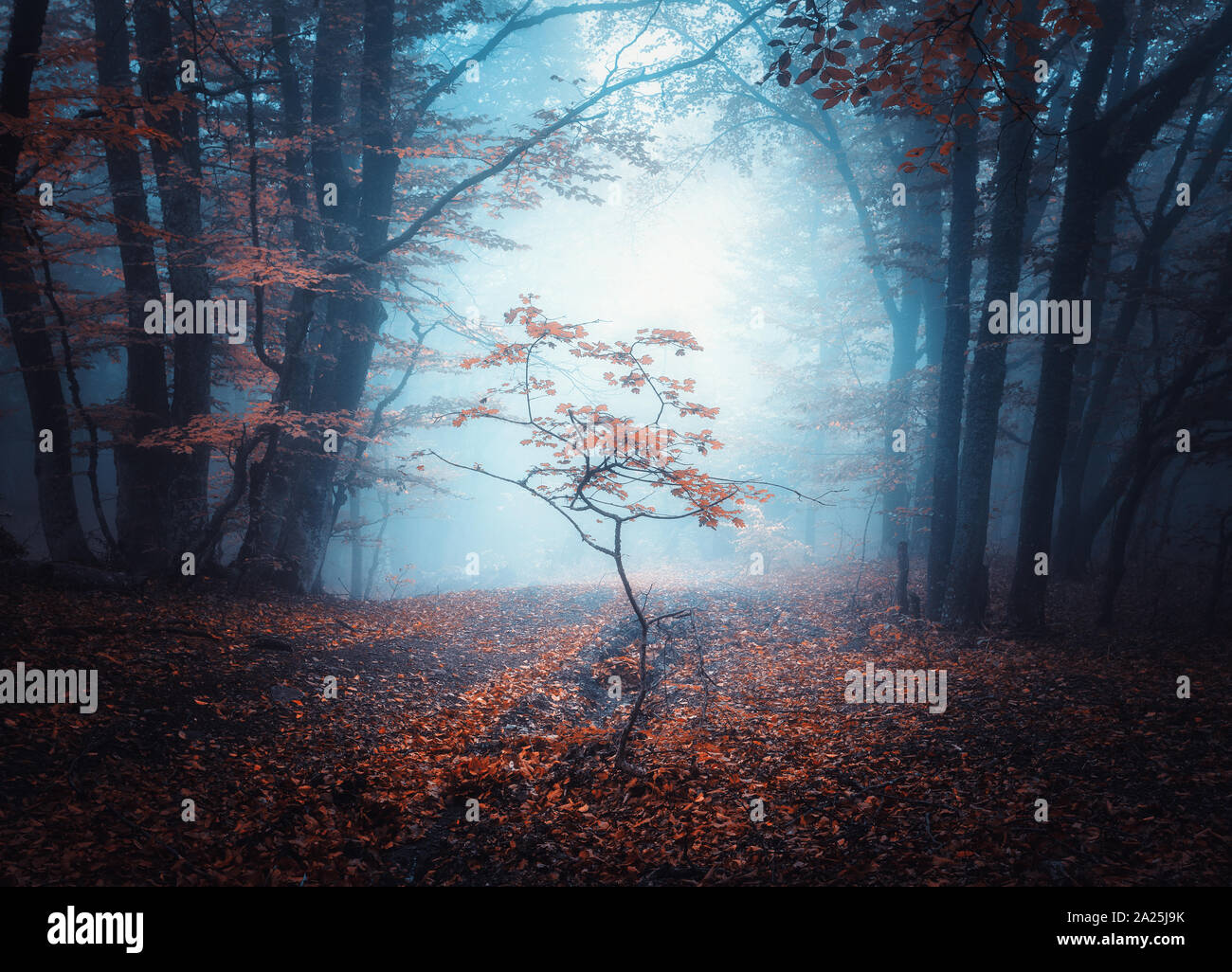 Dark and mystical forest hi-res stock photography and images - Alamy