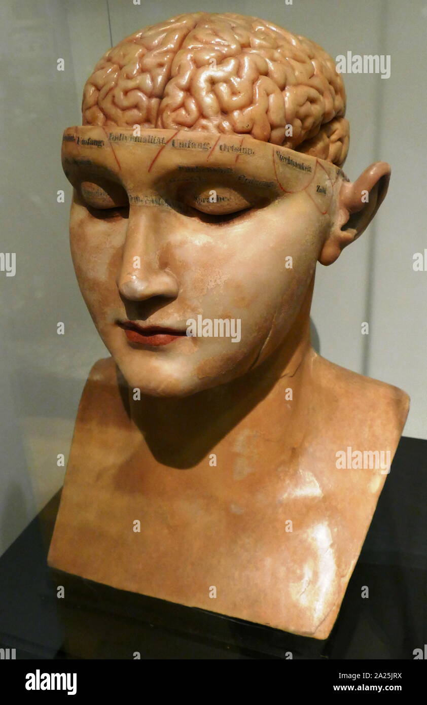 Phrenological wax head; 19th century; Phrenology was a pseudoscience ...