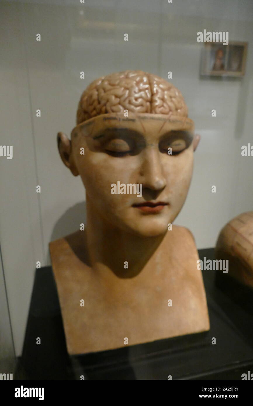 Phrenological wax head; 19th century; Phrenology was a pseudoscience ...