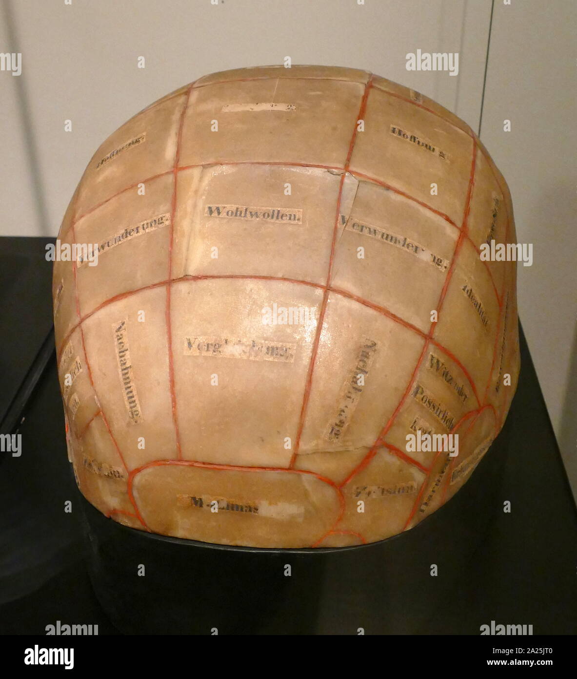 Phrenological wax head; 19th century; Phrenology was a pseudoscience ...