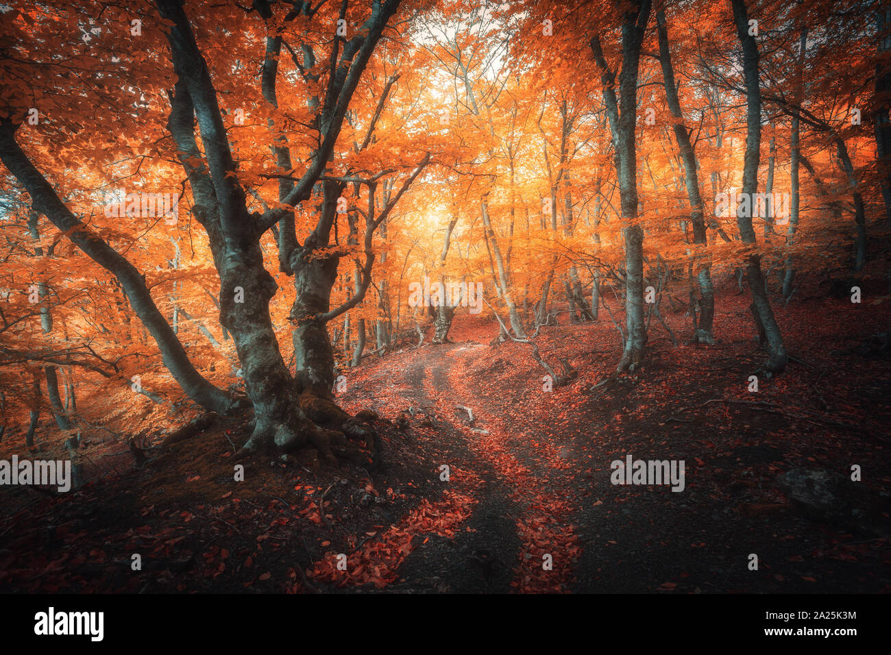Orange forest hi-res stock photography and images - Alamy