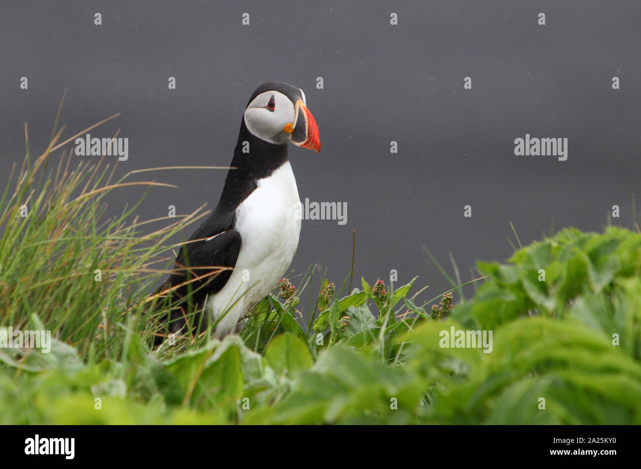 Bird puffin hi-res stock photography and images - Alamy