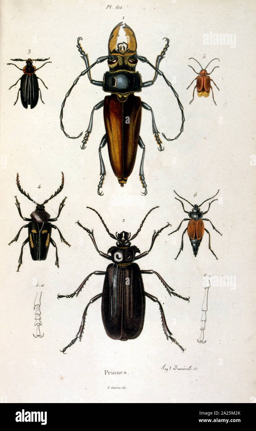 Zoological illustration hi-res stock photography and images - Alamy