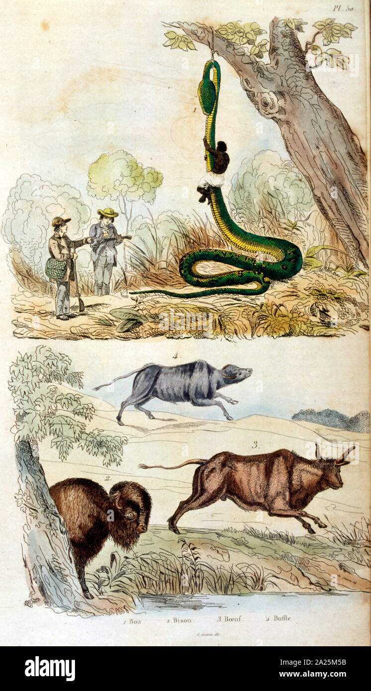 Botanical and zoological illustration by F. E. Guérin. From ...