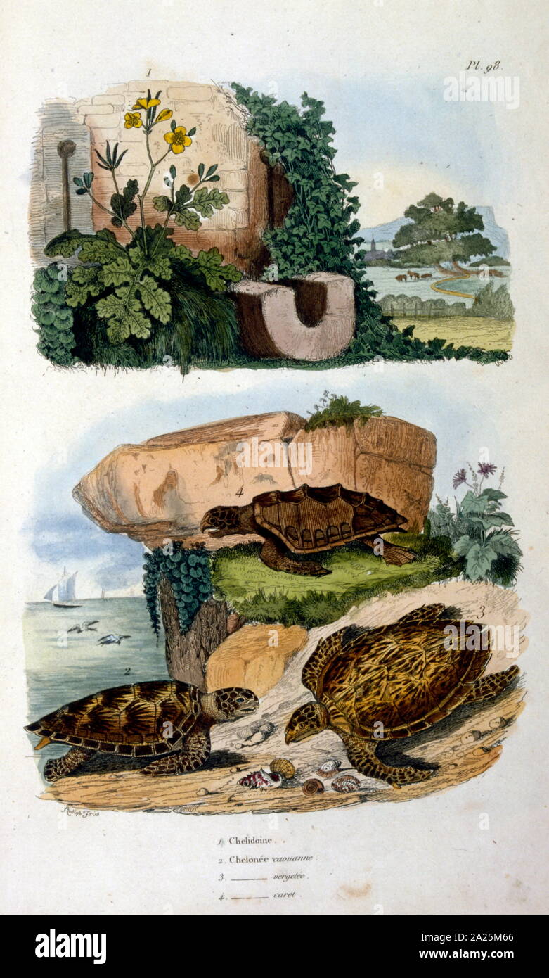 turtles; Botanical and zoological illustration by F. E. Guérin. From ...