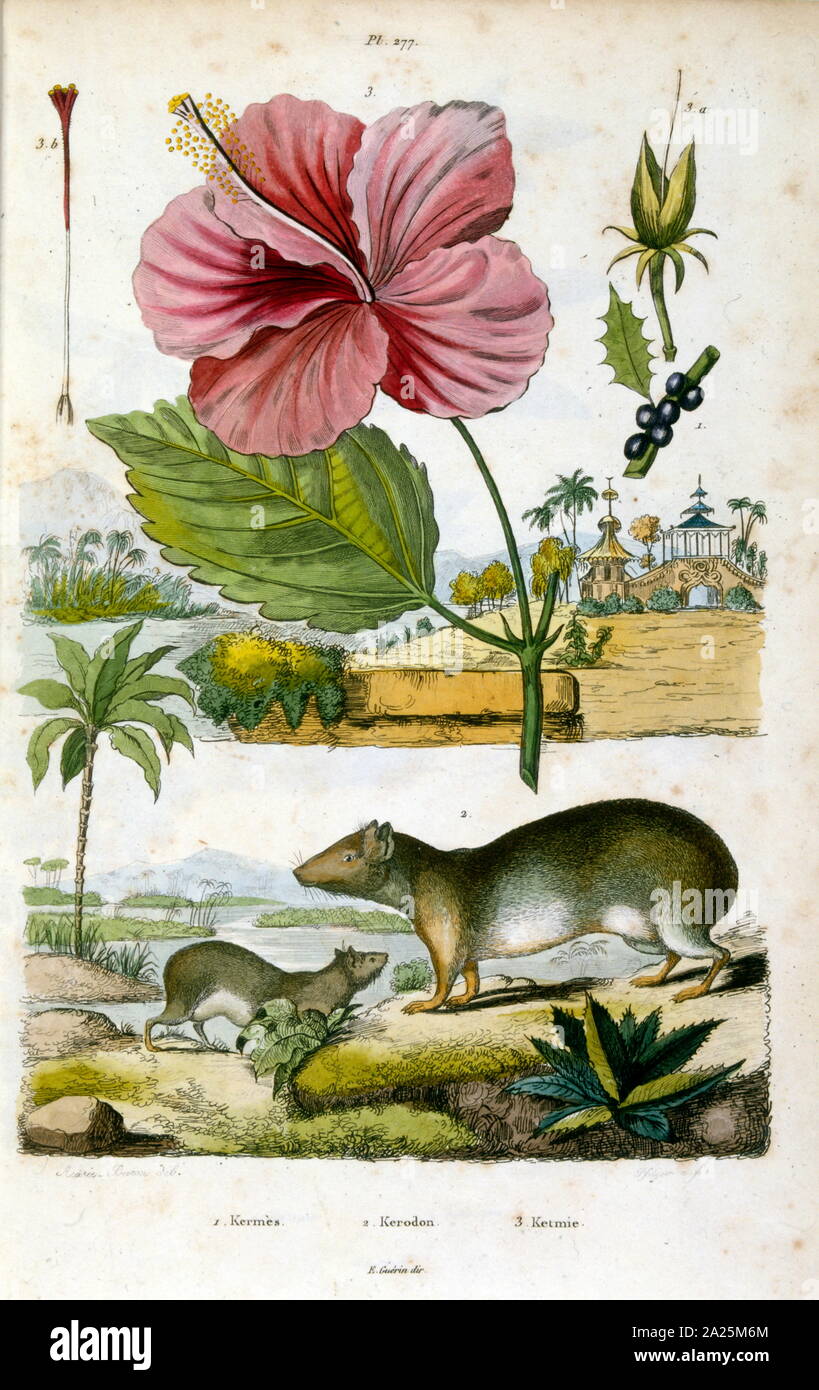 Genus kerodon south american rock cavies hi-res stock photography and ...