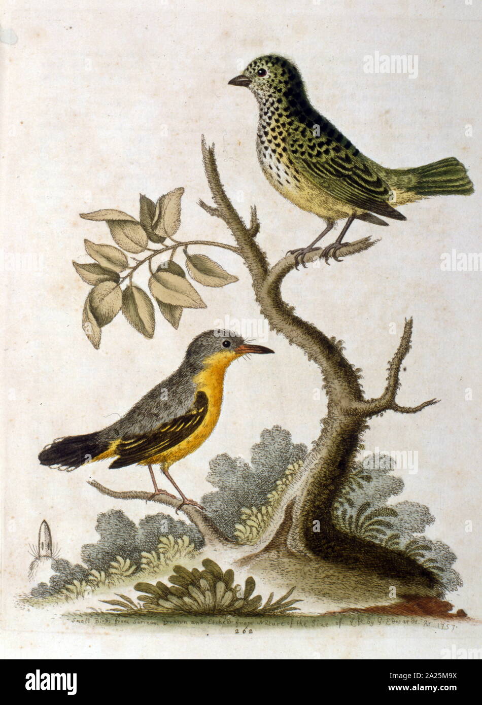 Family tree illustration 18th century hi-res stock photography and ...