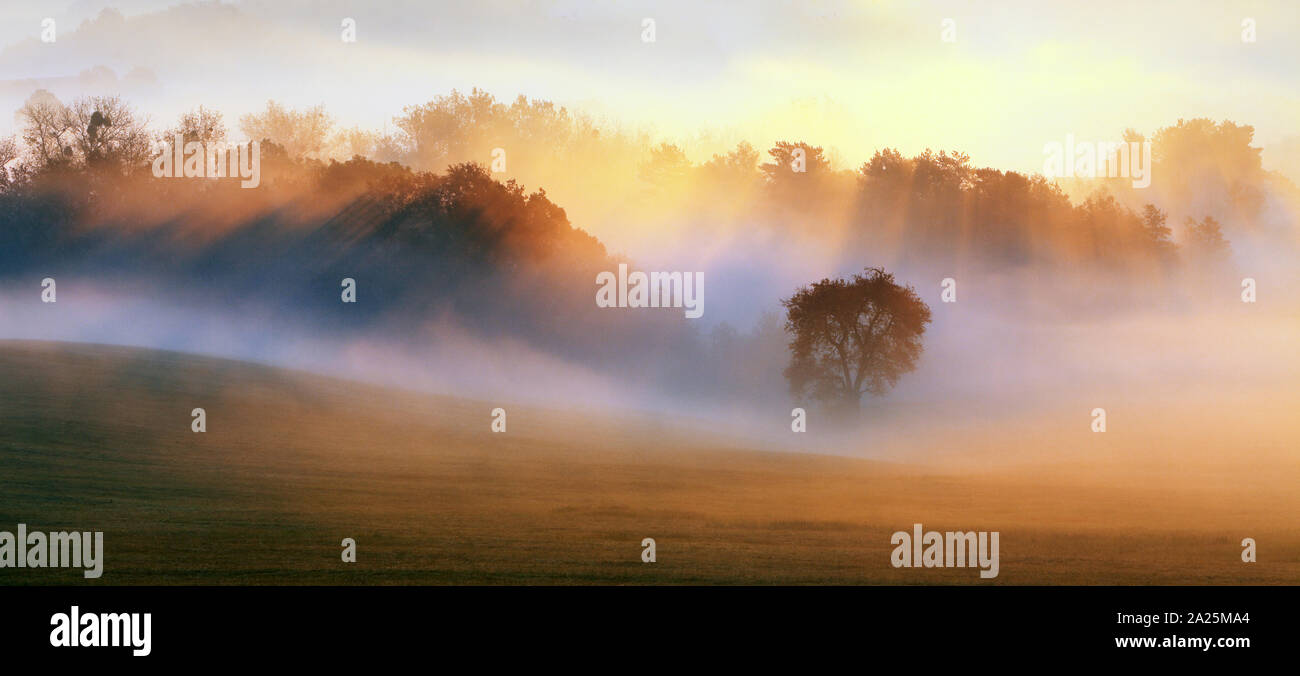 Spring Mist, trees are wet, damp fog of forest Stock Photo - Alamy