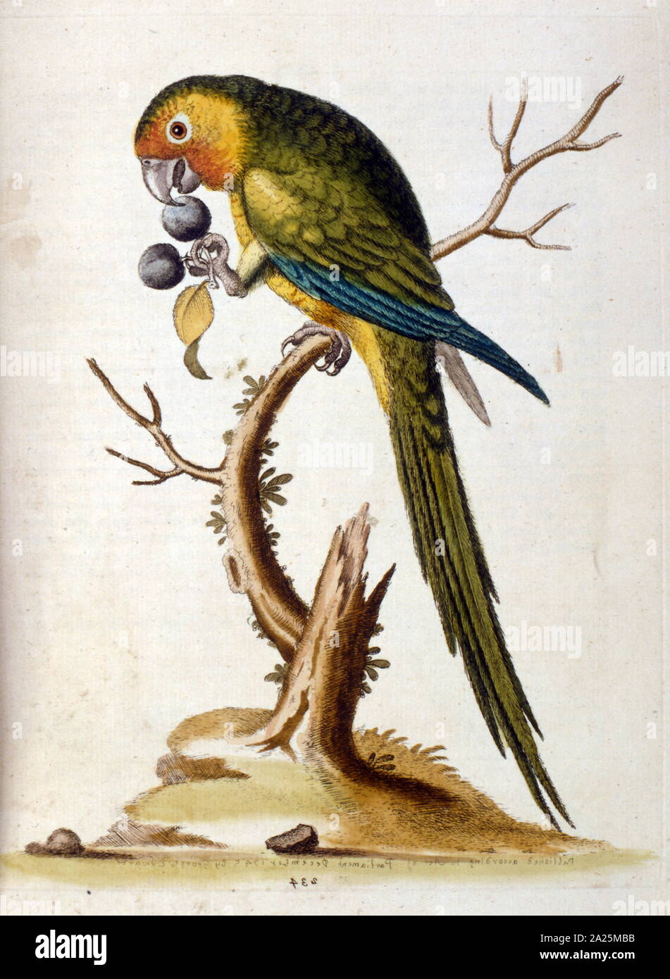 watercolour illustration from a book of rare birds by G Edwards 1750 ...