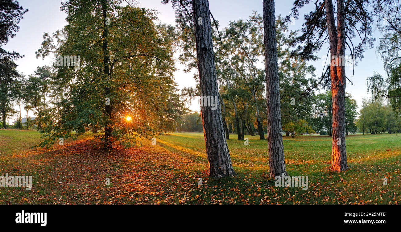 Fall park with sun and tree Stock Photo - Alamy