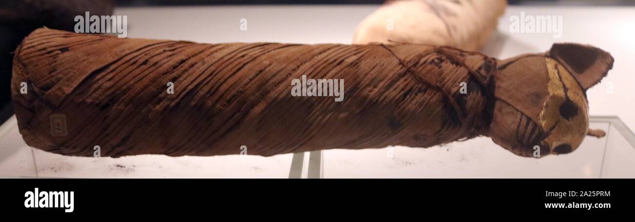 Cat mummy egypt hi-res stock photography and images - Alamy