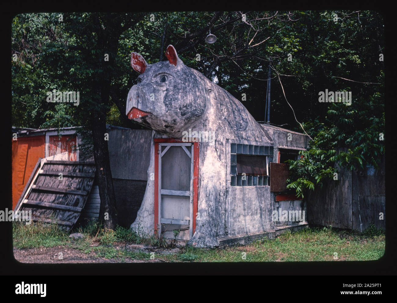 Pig Stand, San Antonio, Texas Stock Photo - Alamy