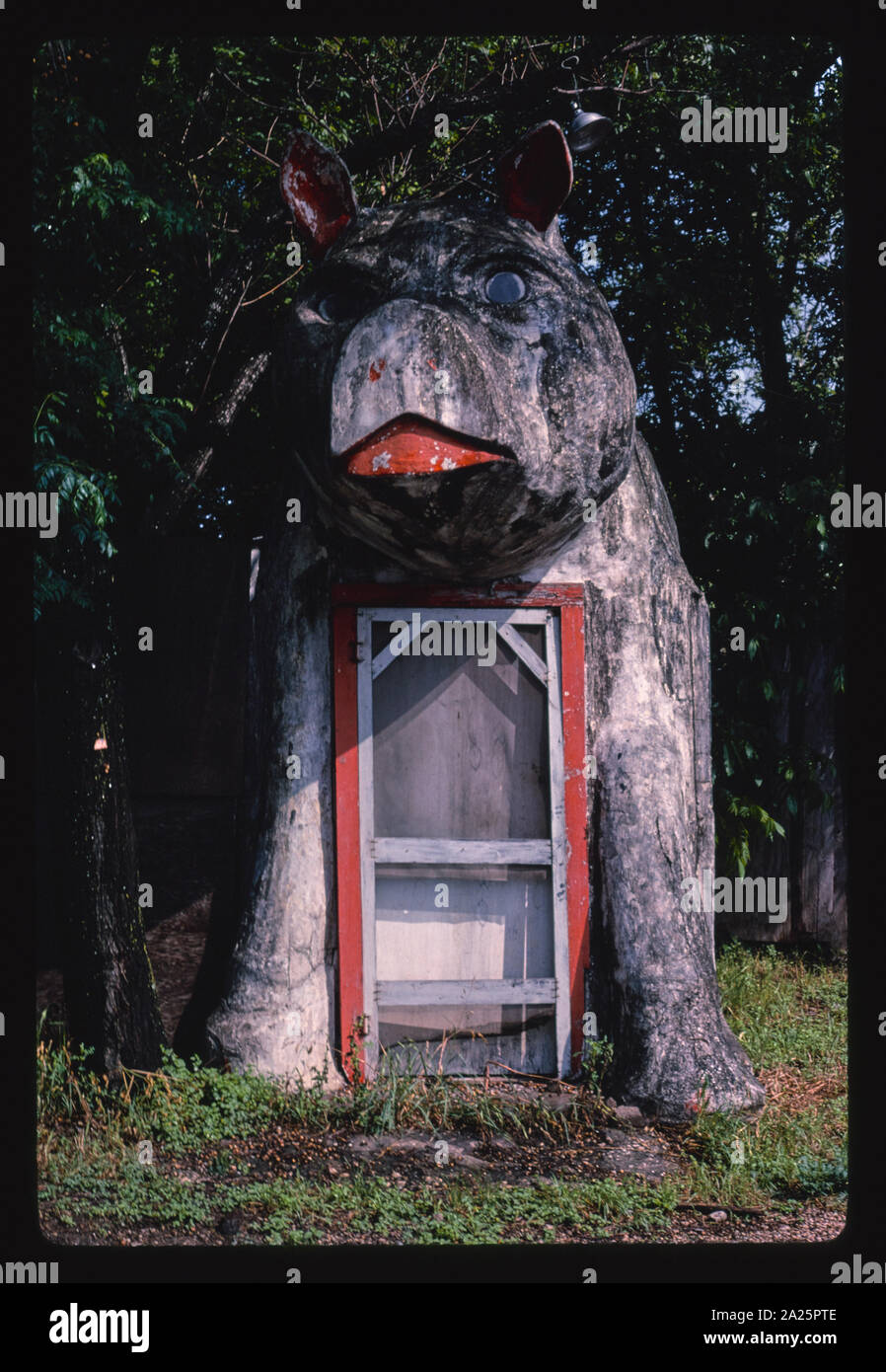 Pig stand antonio hi-res stock photography and images - Alamy
