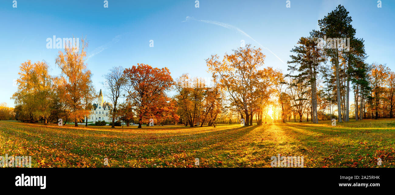 Rainforest tree panorama hi-res stock photography and images - Alamy