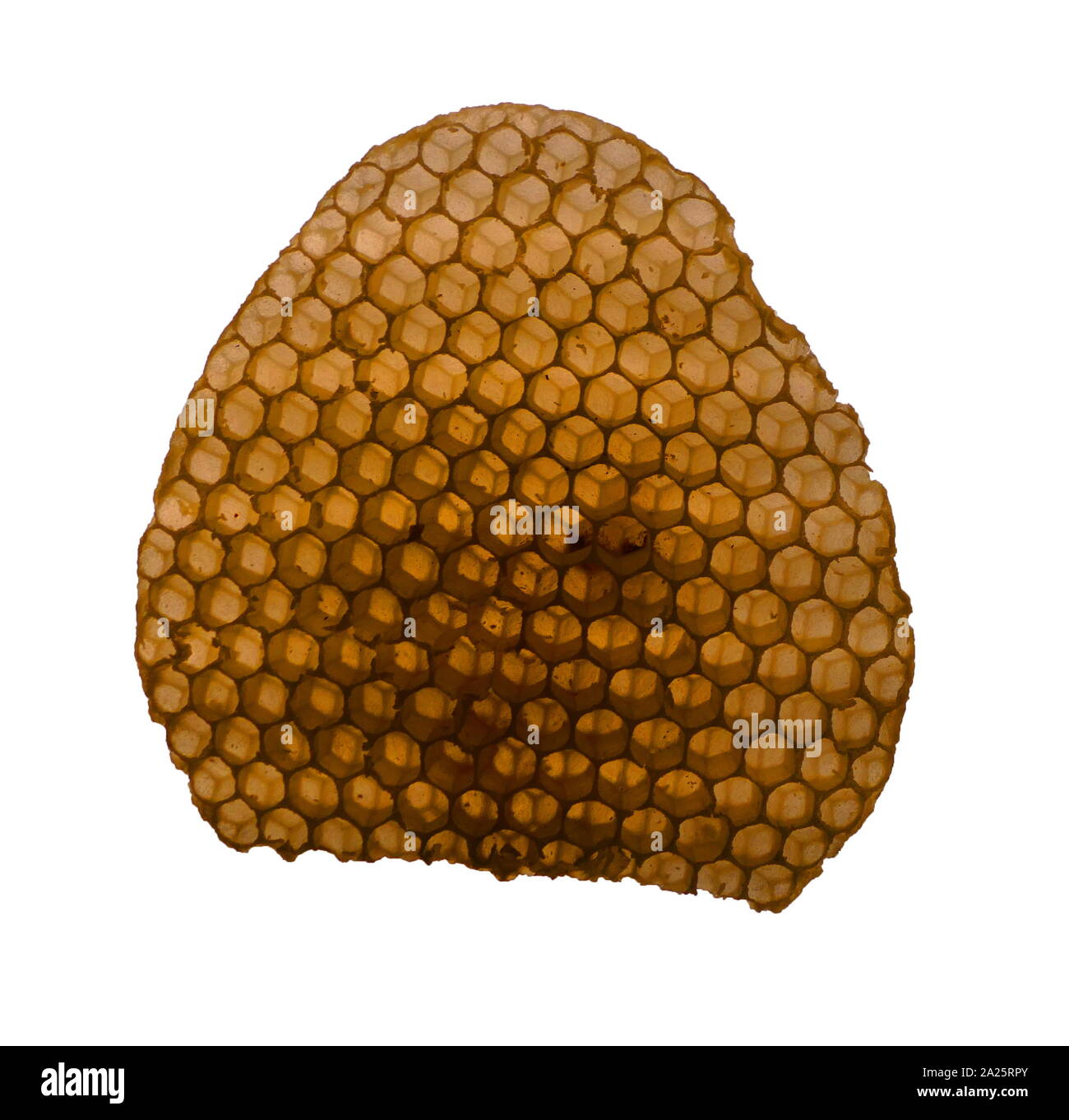Model of a honeycomb. Honeycombs are hexagonal prismatic wax cells ...