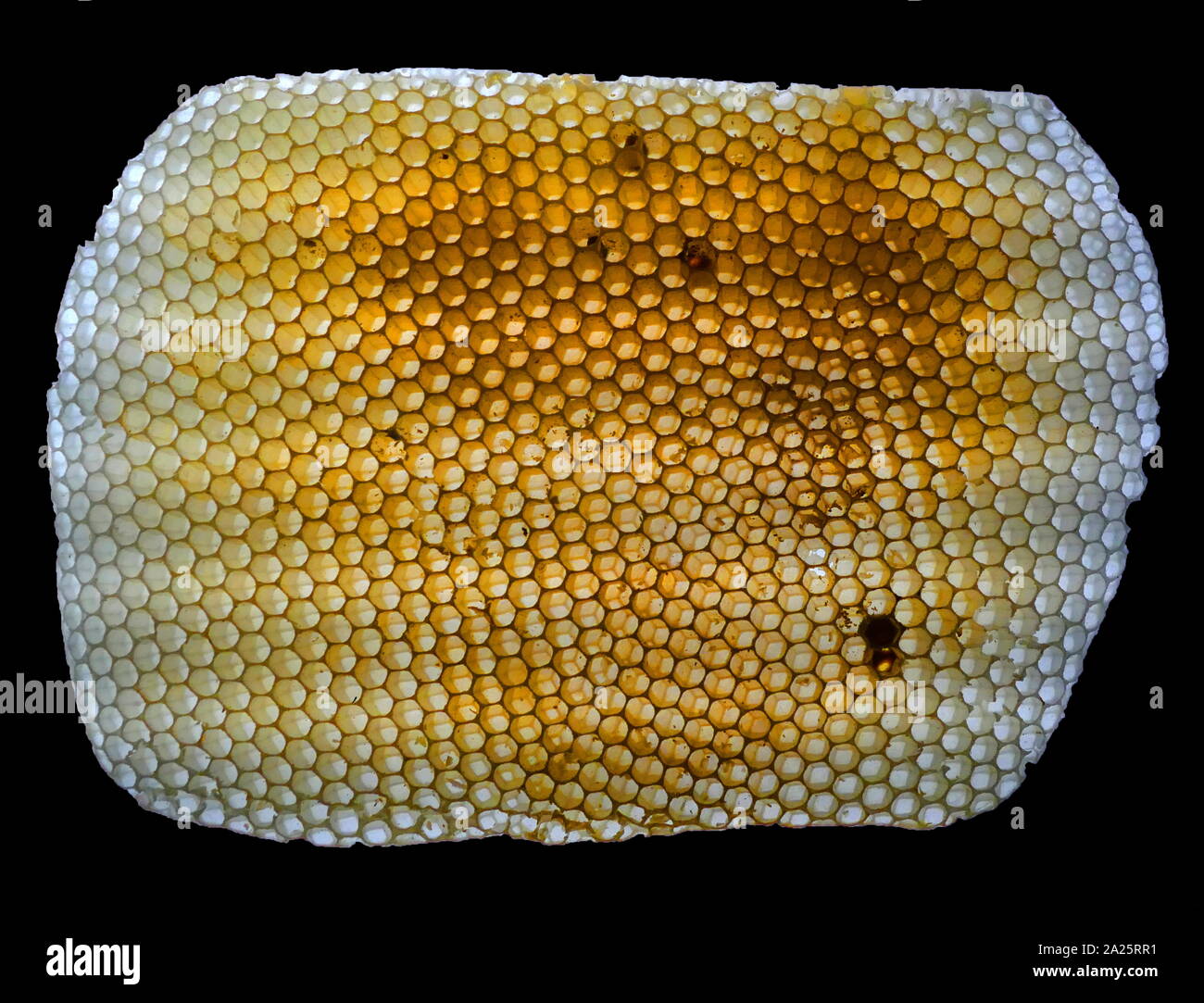 Hexagonal prismatic wax cells hi-res stock photography and images - Alamy