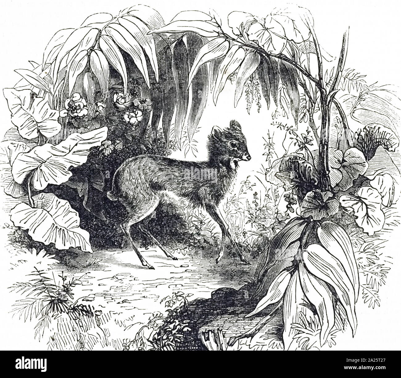 An engraving depicting a chevrotain, also known as mouse-deer, a small ...