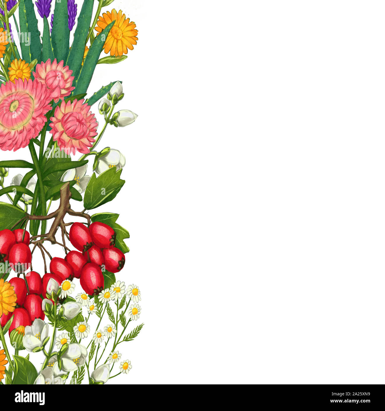 Hand drawn medicinal plant frame. Healing herbs border. isolated on ...