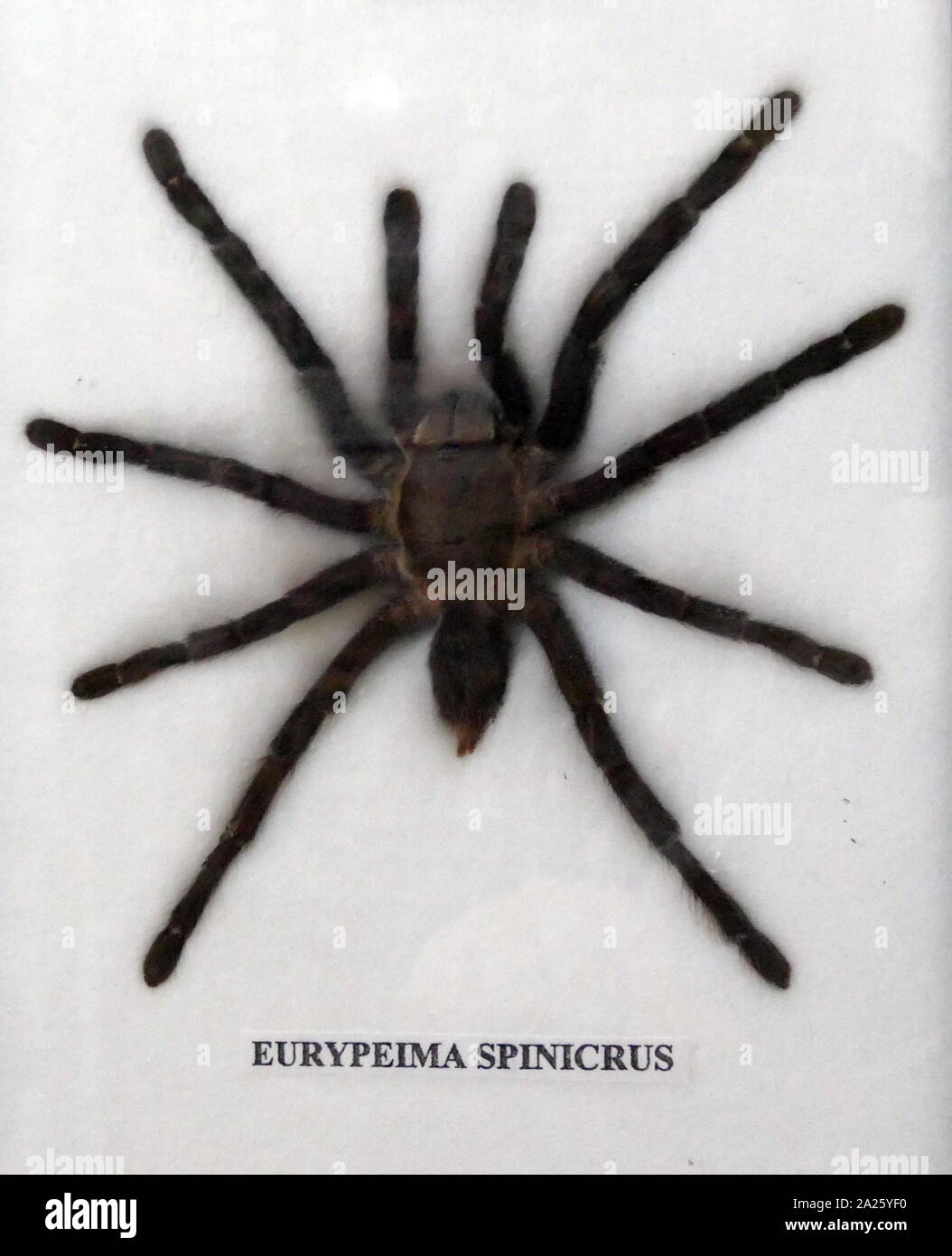 A preserved spider belonging to the Theraphosidae family Stock Photo ...