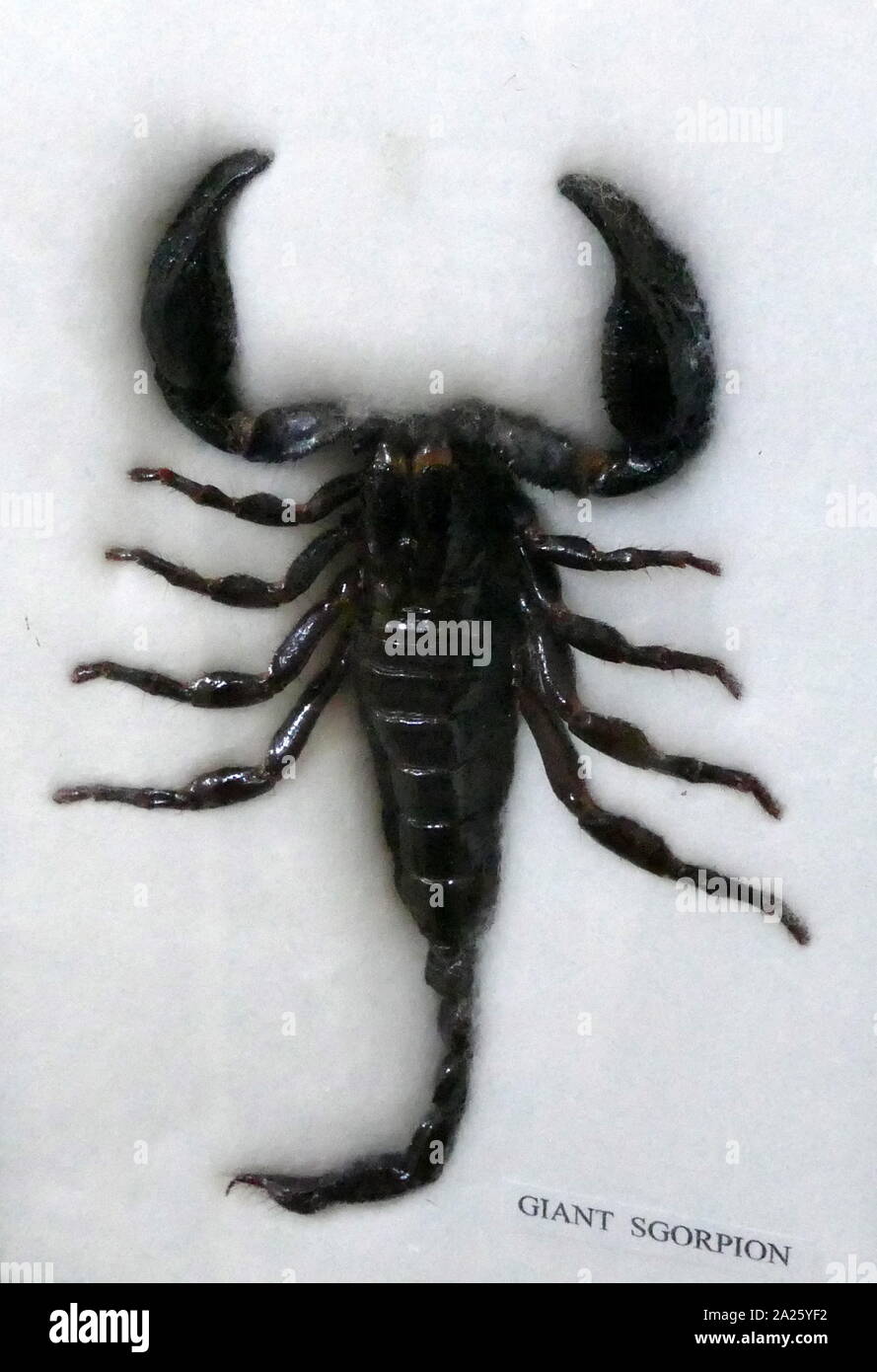 A preserved emperor scorpion, a species of scorpion native to ...