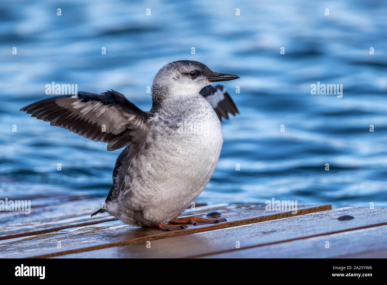 Black Guillemot; Cepphus grylle; Juvenile; Winter Plumage; Shetland; UK ...