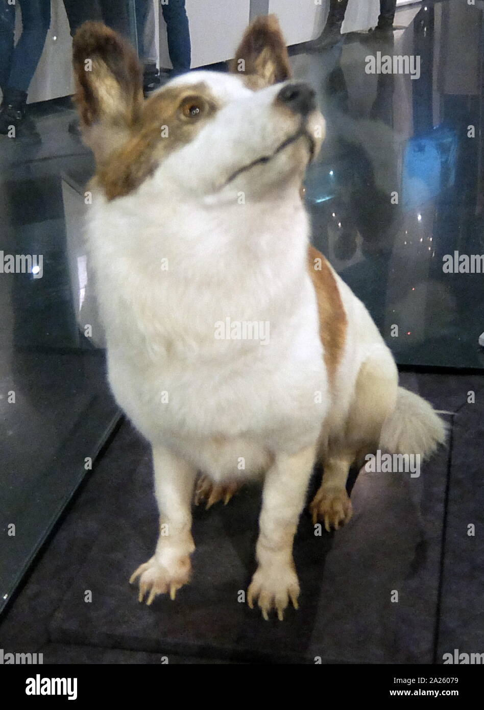 the Dog Strelka, spent a day in space, on-board Korabl-Sputnik 2 ...