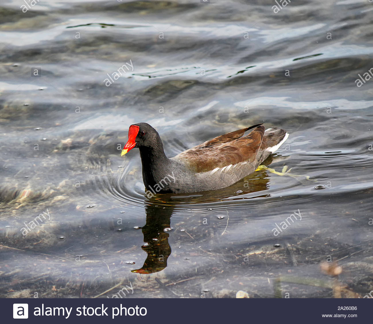 Swamp Chicken High Resolution Stock Photography and Images - Alamy