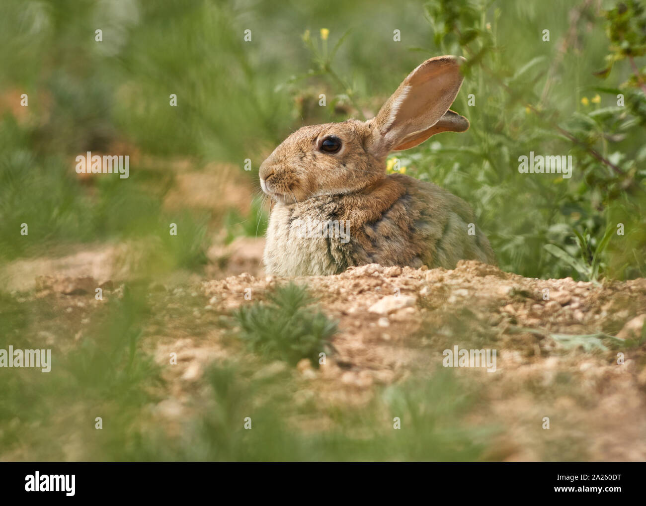 Common or European rabbit, Andalusia. Spain Stock Photo - Alamy