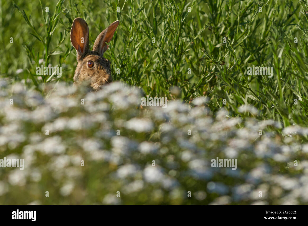 Iberian Rabbit High Resolution Stock Photography and Images - Alamy