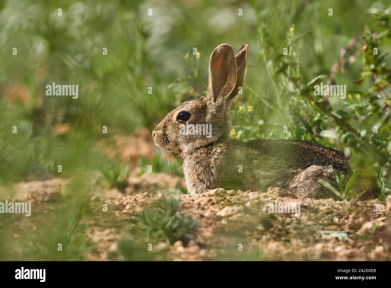 Iberian rabbit hi-res stock photography and images - Alamy