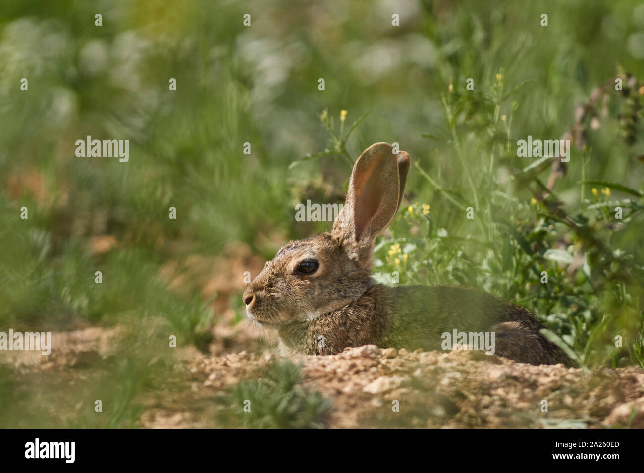 Common or European rabbit, Andalusia. Spain Stock Photo - Alamy