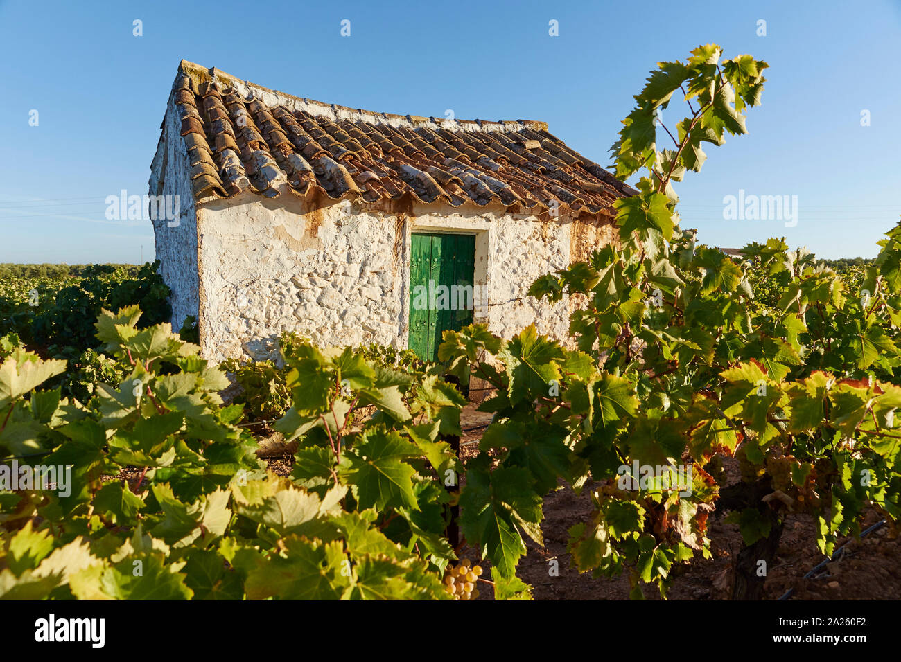 Country house among vineyards Stock Photo - Alamy
