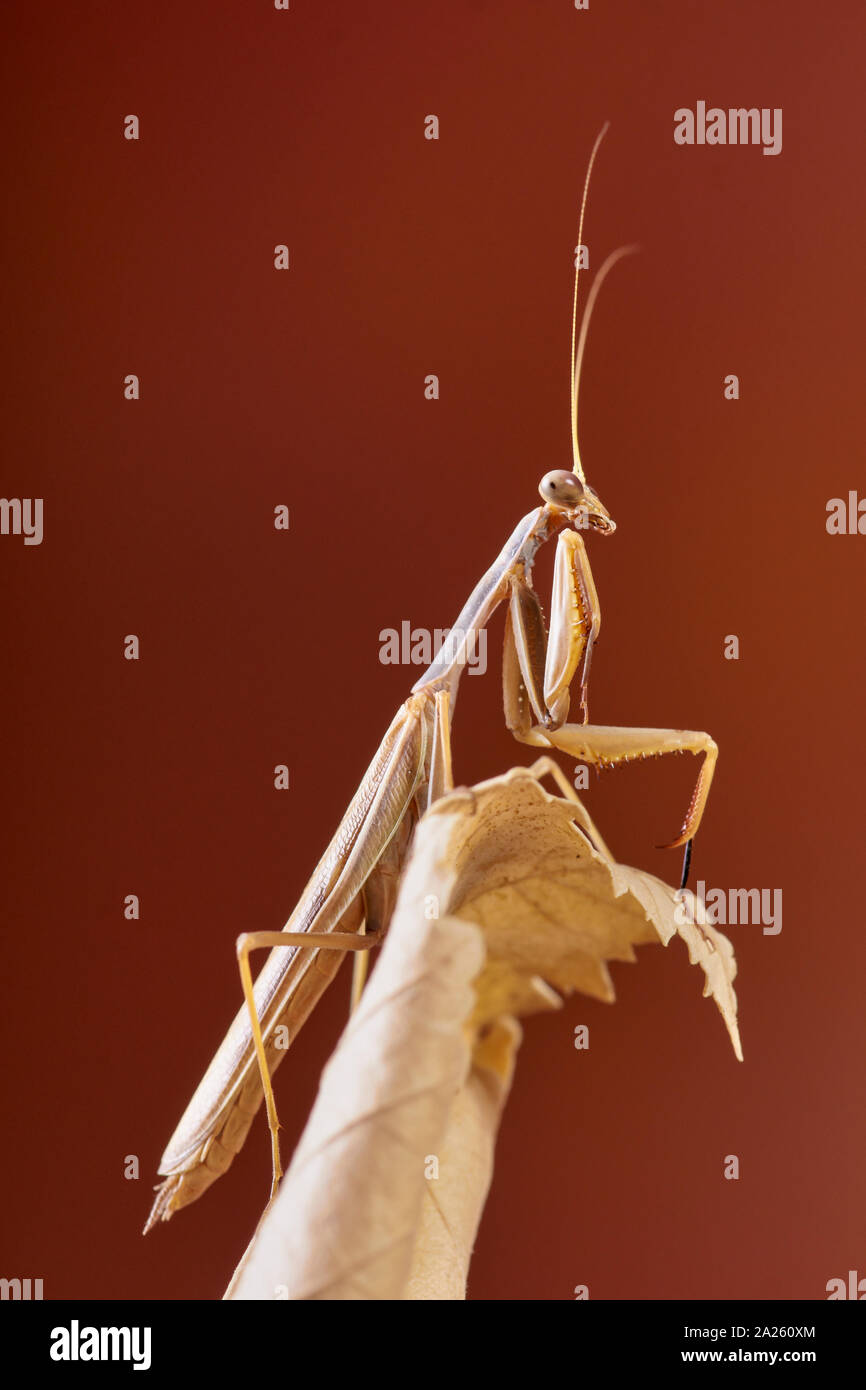praying mantis (Mantidae). Malaga, Spain Stock Photo - Alamy