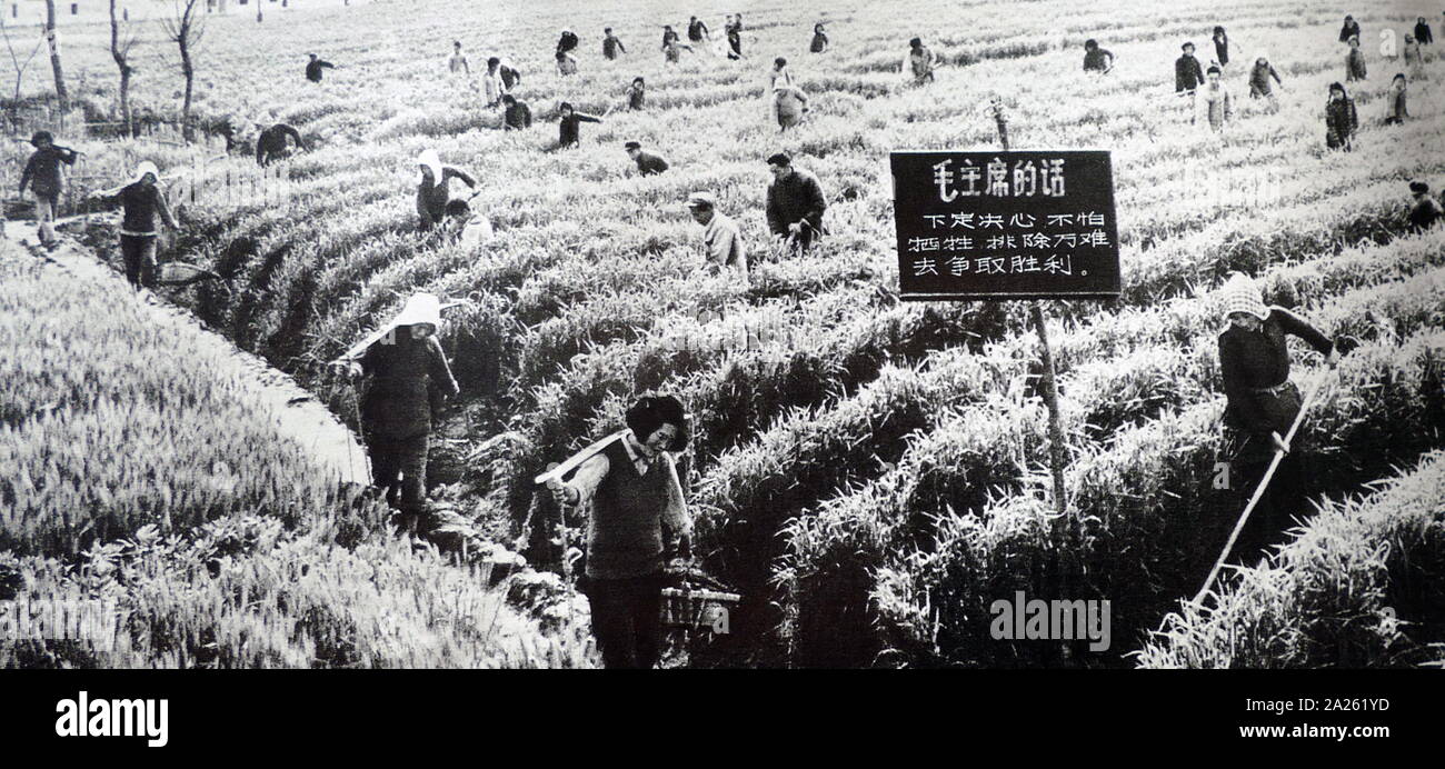 farm labourers of the Hongcang Brigade of Taicang County, Jiangsu ...