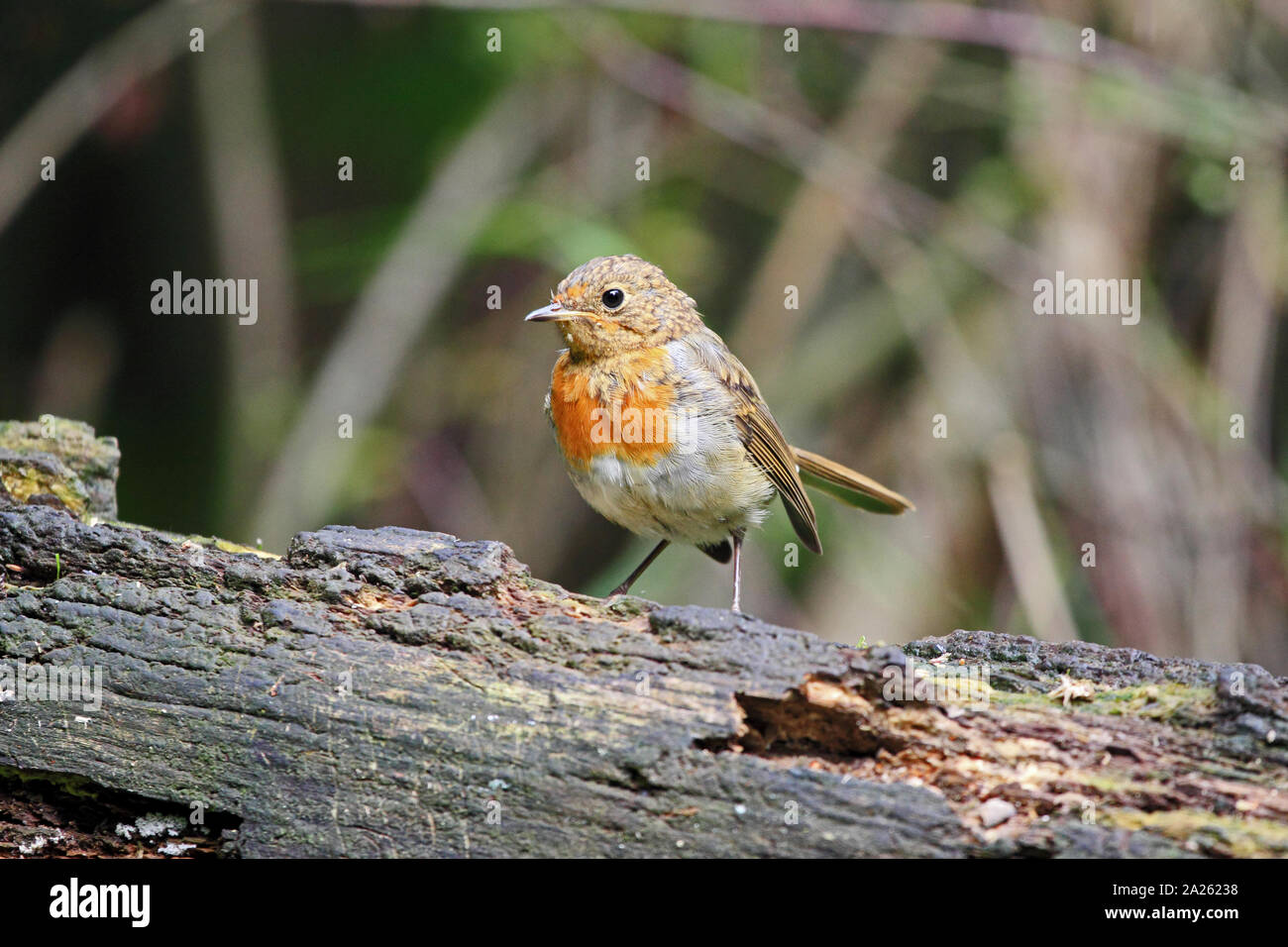 Juvenile robin hi-res stock photography and images - Alamy