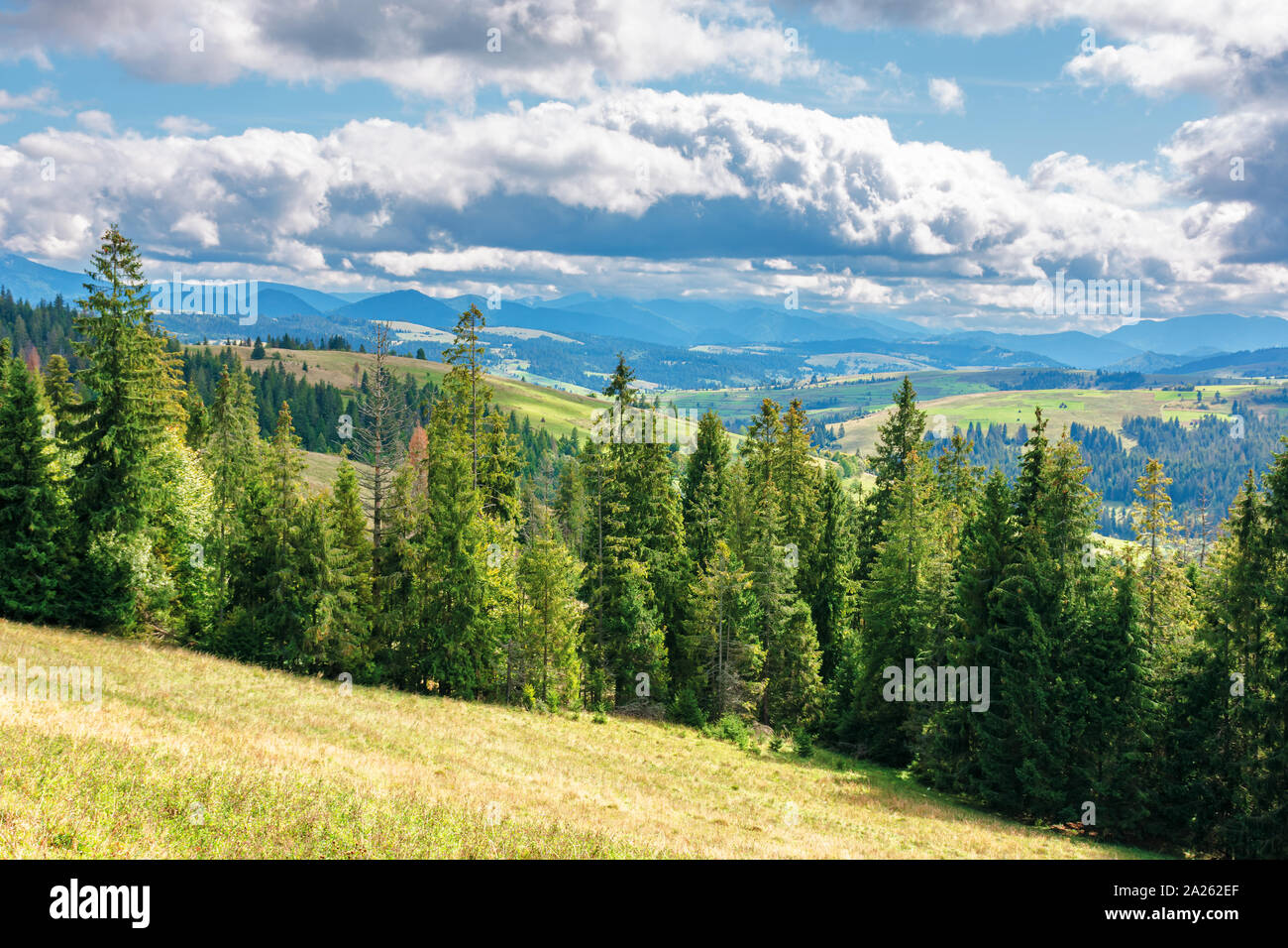 coniferous forest on the grassy hill. great view in to the distant ...
