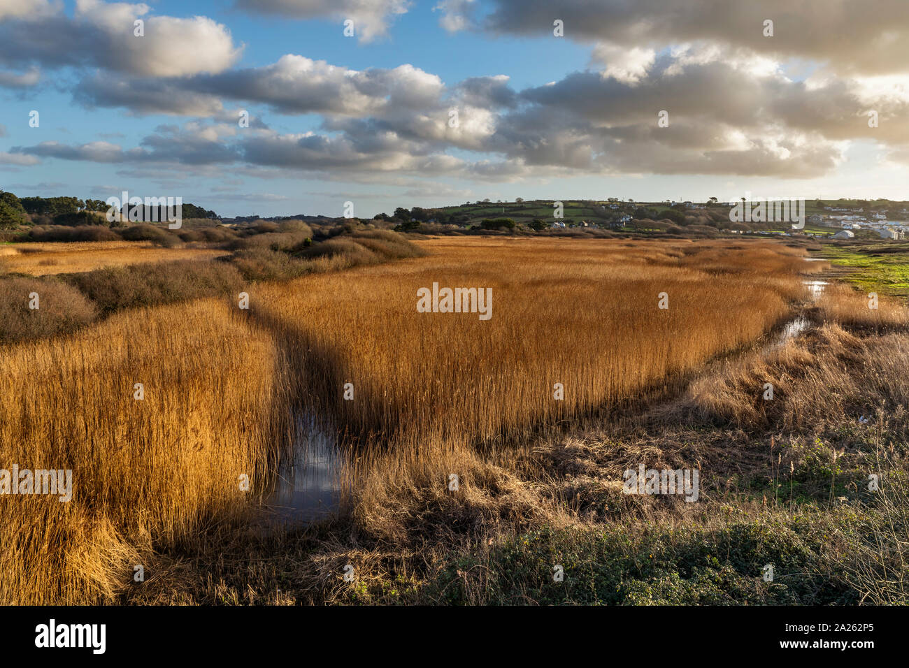 Marazion Marsh; Reserve; Cornwall; UK Stock Photo - Alamy