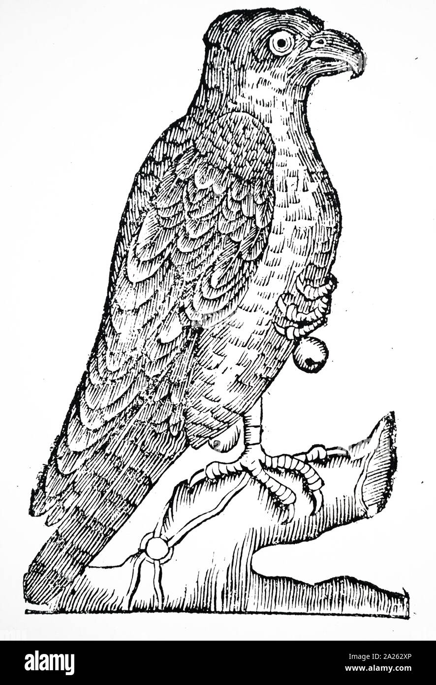 Accipitridae family of birds hi-res stock photography and images - Alamy