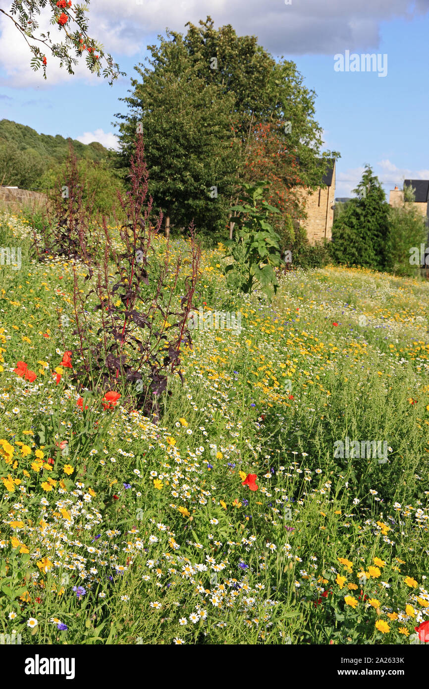 Roadside wild flower meadow Stock Photo - Alamy