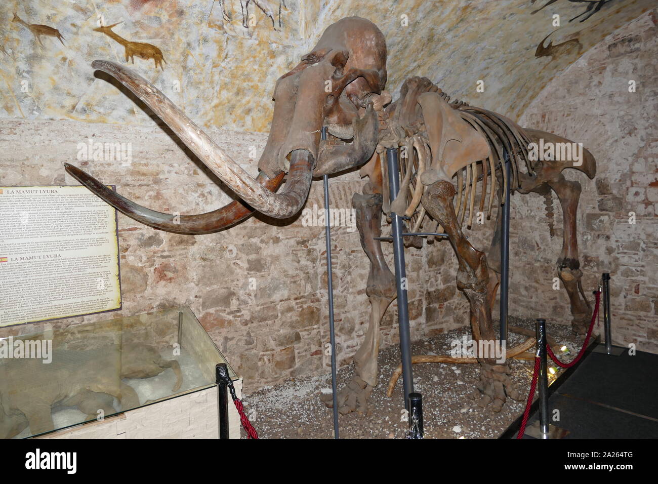 Preserved mammoth hi-res stock photography and images - Alamy
