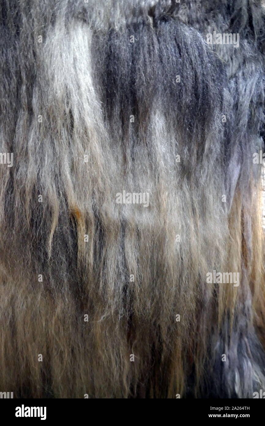 Preserved mammoth hi-res stock photography and images - Alamy