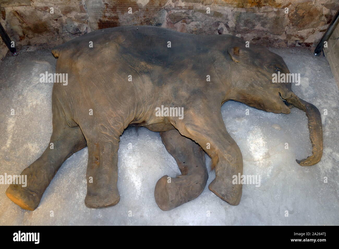 Preserved mammoth hi-res stock photography and images - Alamy
