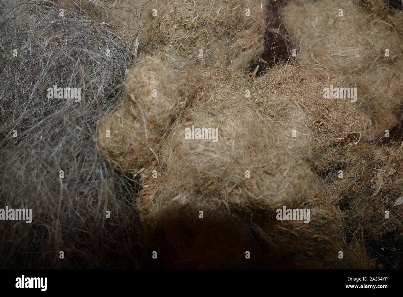 Preserved Mammoth High Resolution Stock Photography and Images - Alamy