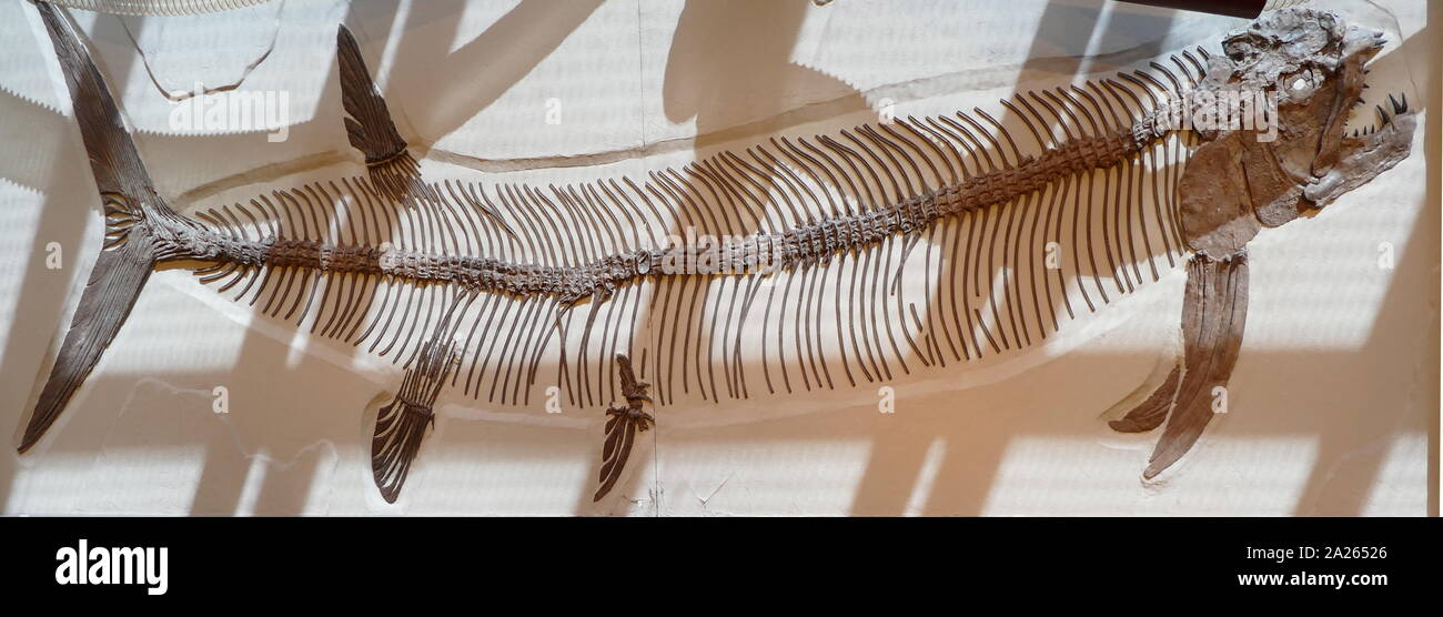 Teleost fish, (Xiphactirtus audax) Cretaceous Period, 83 million BC ...