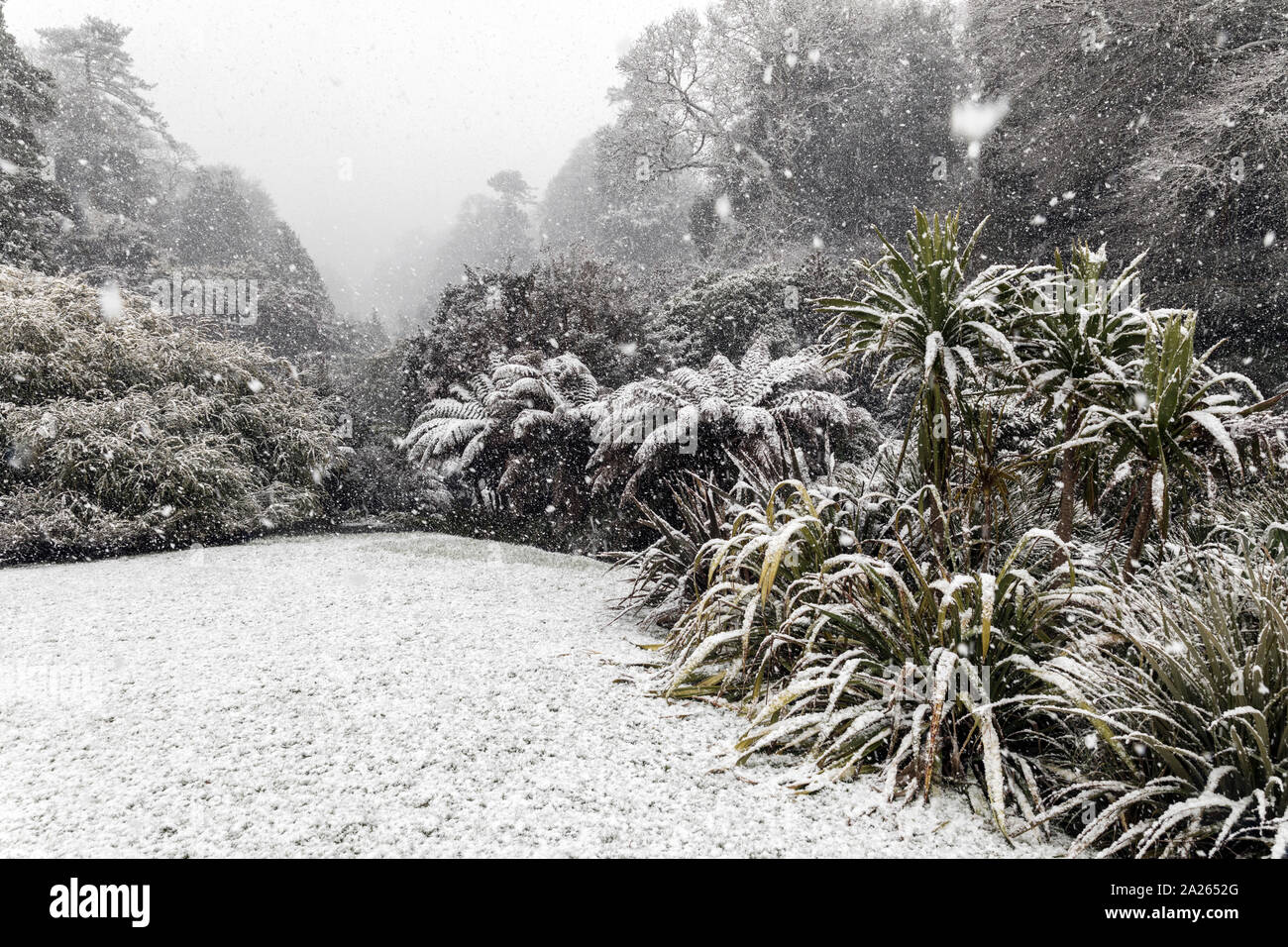 Trebah Garden; Snow; Cornwall; UK Stock Photo - Alamy