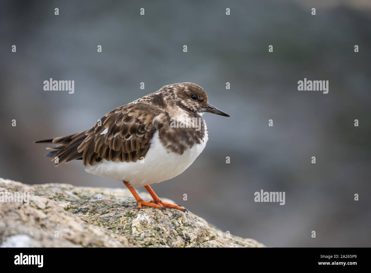 Turnstone bird winter hi-res stock photography and images - Alamy